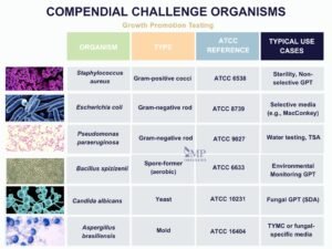 Growth Promotion Testing (GPT) In Pharmaceutical Microbiology | GMP ...